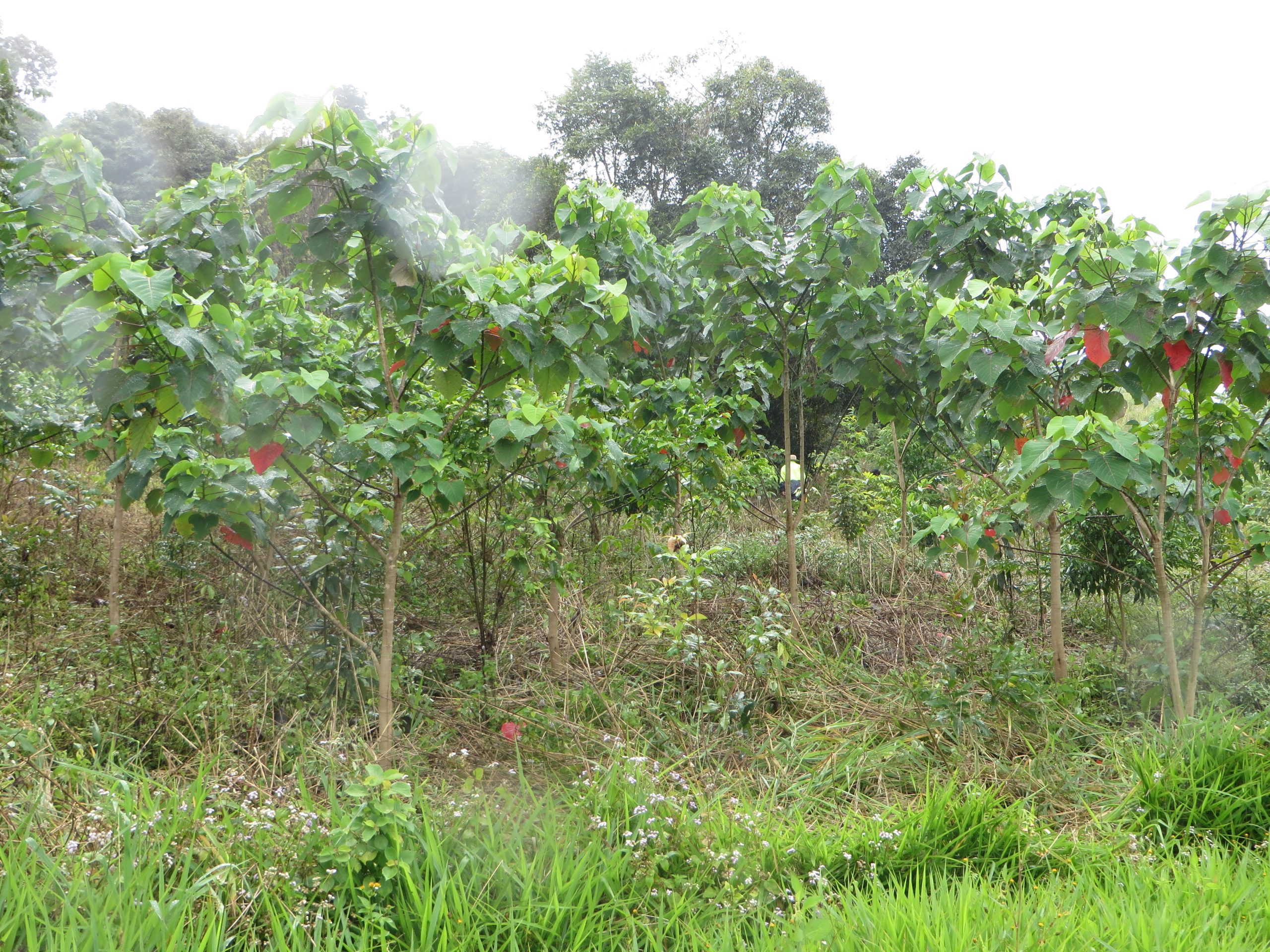 Leslie Creek Mt Quincan Mabi Expansion - Barron Catchment Care