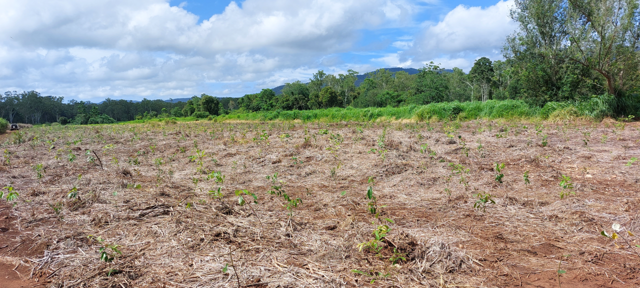 Mabi Recovery (Stage 3) Wongabel Forest - Barron Catchment Care